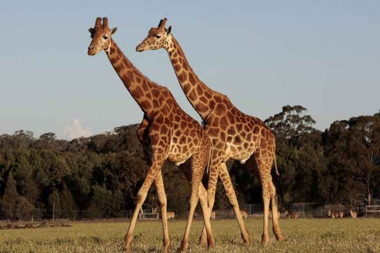 Zoofari | The ultimate Australia wildlife safari experience. Find out more!